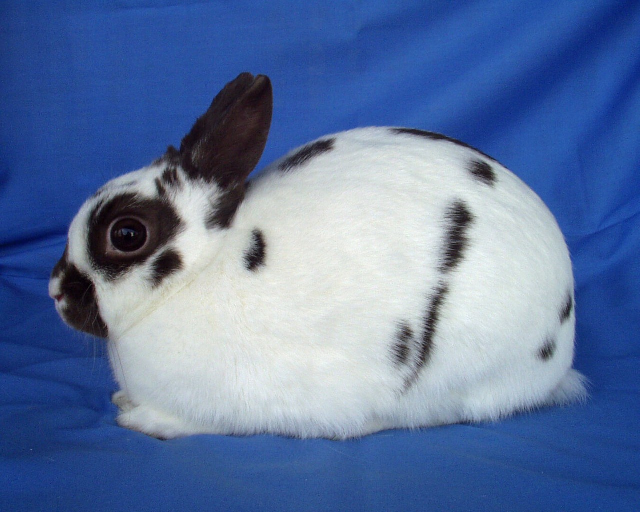Rabbit Photos Rabbit Photos
